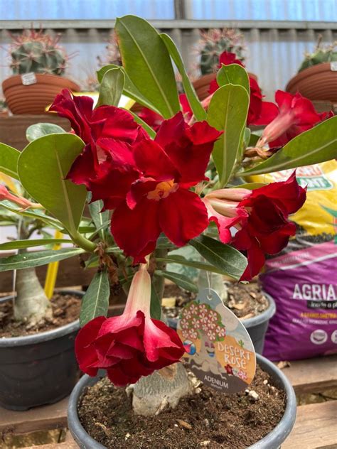 Piante Grasse Piante Macrì Gioia Tauro