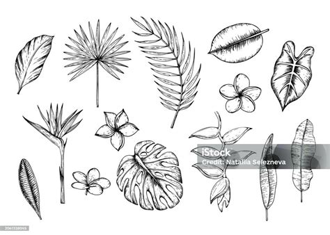 열 대 벡터는 고립 된 배경에 그림을 설정합니다 손으로 그린 선형 이국적인 바나나 야자 잎 Monstera Heliconia