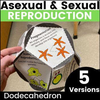Sexual And Asexual Reproduction Activity Including Binary Fission And Budding