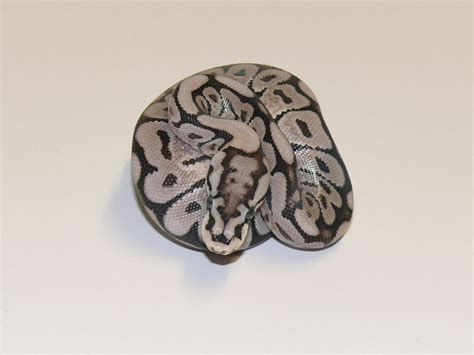 Morph List World Of Ball Pythons