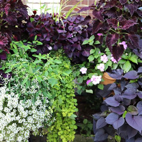 7 Invasive Vine Species Common In Yards And Gardens Gardening Know How