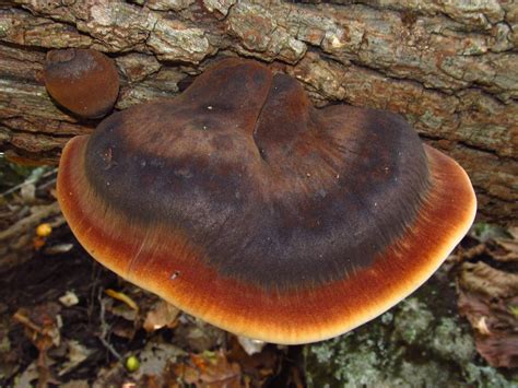 Ischnoderma Resinosum The Ultimate Mushroom Guide 4 Recipes