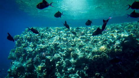 Foto Subacu Tica Hermosa De Las Porciones De Pescados Tropicales Coloridos Que Nadan Alrededor