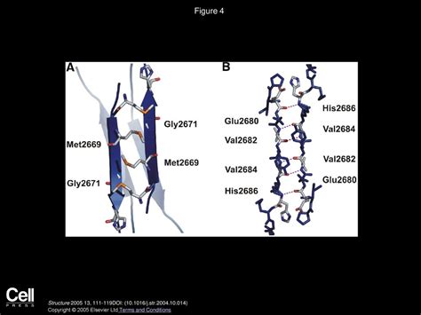 Structural Basis For Vertebrate Filamin Dimerization Ppt Download