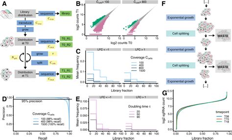 Computational Simulation Explains How Cell Splitting Causes Asymmetry Download Scientific