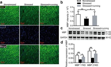 Running Exercise Protects Oligodendrocytes In The Medial Prefrontal Cortex In Chronic