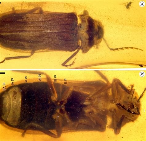 აღმოჩენილია ქარვაში განმარხებული 99 მილიონი წლის წინანდელი ციცინათელა — 1tvმეცნიერება 1tv