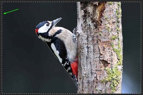 How To Invert A Selection In Photoshop Step By Step