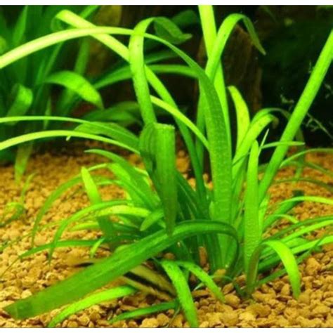 Jual Tanaman Air Aquascape Sagitaria Subulata 10 Batang Shopee Indonesia