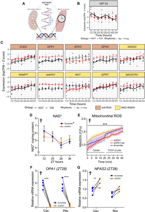 sirna depletion of opa1 increases mitochondrial ros and opa1 mediated