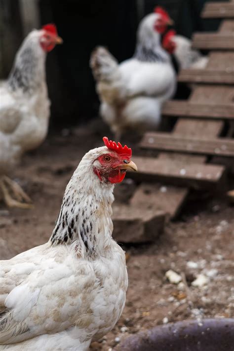 Town Updates Chicken Code Long Island Life And Politics
