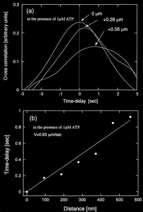 A Cross Correlation Function Of The Transversal Displacements At Two