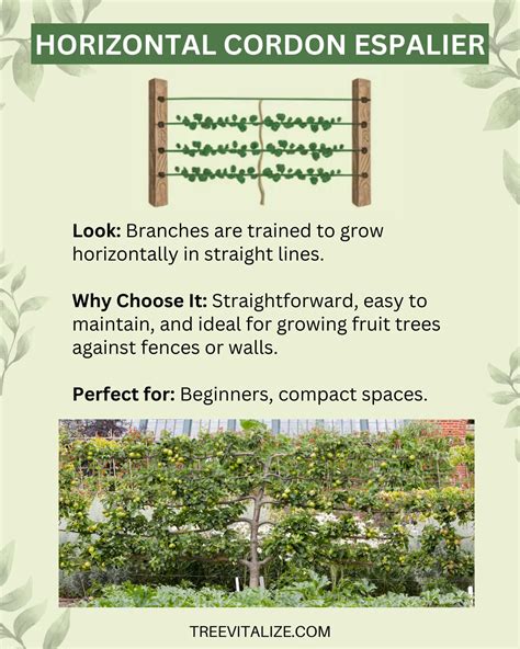 Learn How To Espalier Fruit Trees Like A Pro 7 Steps