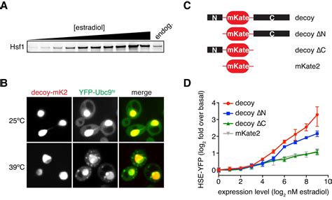 Figures And Data In Dynamic Control Of Hsf1 During Heat Shock By A