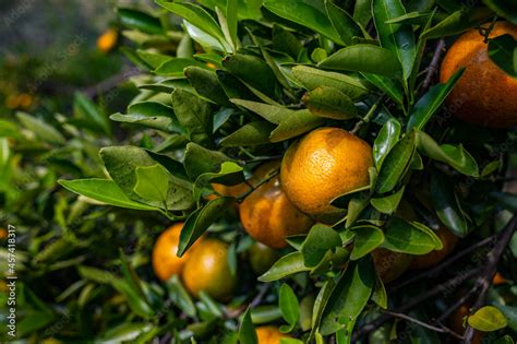 Oranges Ripening On A Tree In North Thailand Stock Photo Adobe Stock