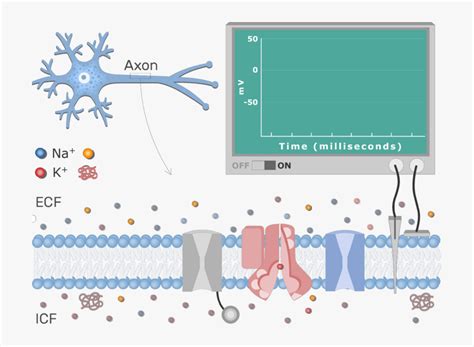 Action Potential Of A Neuron Action Potential Of A Neuron