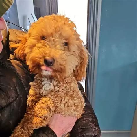 Cavapoo Dogs For Adoption In Norwich Petify