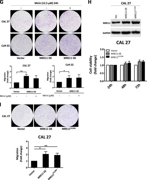 Mre11 Promotes Oral Cancer Progression Through Runx2cxcr4aktfoxa2