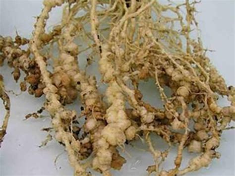 Second Confirmed Detection Of Guava Root Knot Nematode Queensland