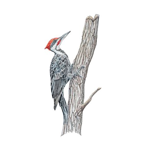 Pileated Woodpecker Drawing