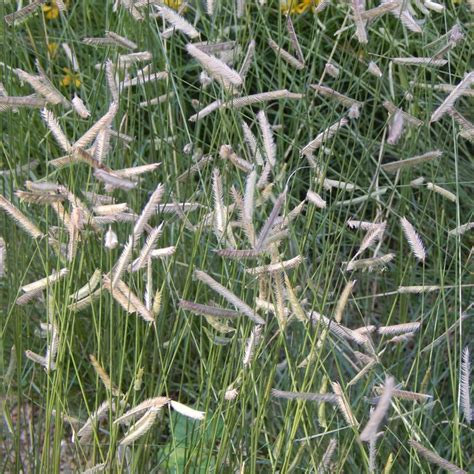 Common Blue Grama Grass Plant Addicts