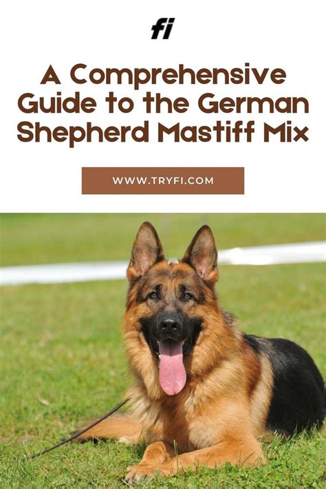 German Shepherd And Mastiff Mix