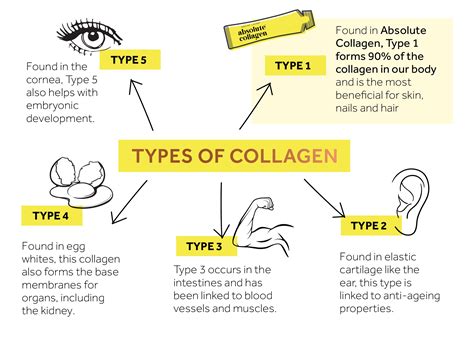 Types Of Collagen Explained Absolute Collagen