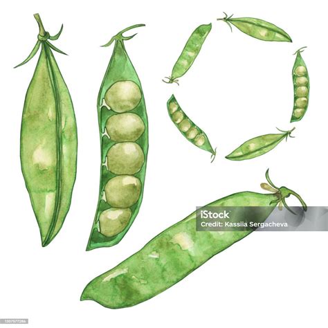 완두콩 포드 둥근 프레임과 흰색 배경에 격리 된 요소 수채화 손 그리기 그림 녹색 포드 전체 및 열립니다 공간을 복사합니다 개체 그룹에 대한 스톡 벡터 아트 및 기타 이미지