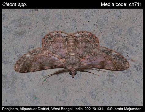 Cleora Spp Curtis 1825 Moths