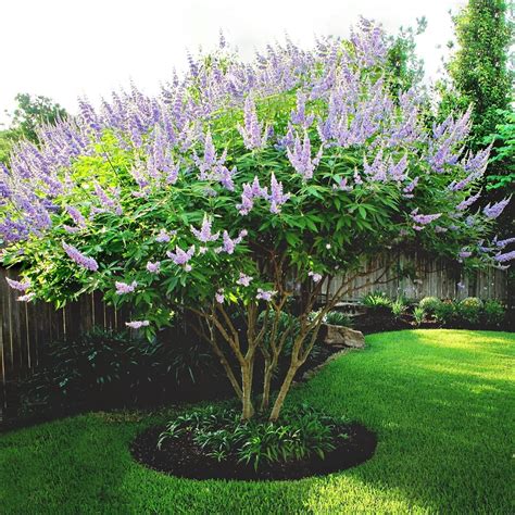 Chaste Tree 3 Live Plants Texas Lilac Shoal Creek Vitex Agnus Castus