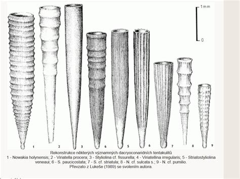 Squaw Bay Microfossils Fossil Id The Fossil Forum Squaw Bay Microfossils Fossil Id The Fossil Forum