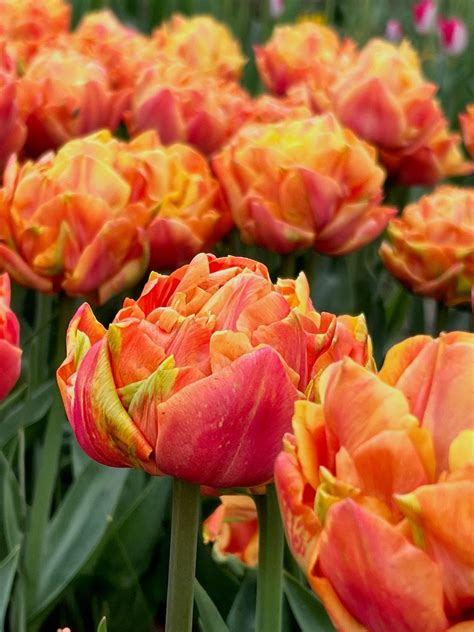 Tulip "Valdivia" - 10 Bulbs – My Cottage Garden