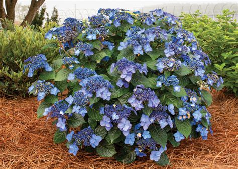 Endless Summer® Pop Star® Bigleaf Hydrangea Lawn And Garden Retailer