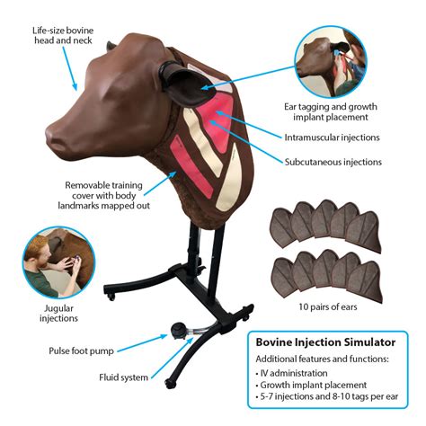 Intravenous Injection In Cattle