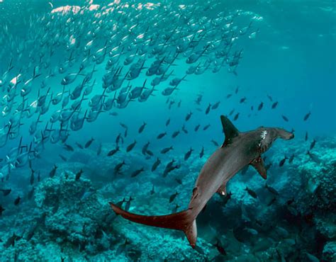 Large Pelagic Fish Ecology Páez Riofrio Lab