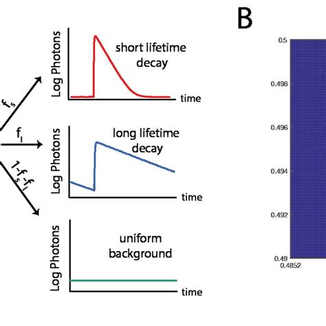 Photon Arrival Time Histograms Are Composed Of The Sum Of Two