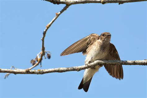 Golondrina Aserrada Fotos Banco De Fotos E Imágenes De Stock Istock