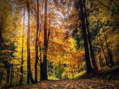 Autumn Colors In My Forest On Behance