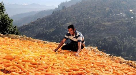 Maize Crop Hit Badly In Himachal Agriinsite