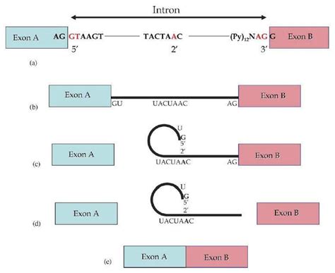 Draw A Map Of A Typical Exon…intron…exon Sequence That Could Be Found