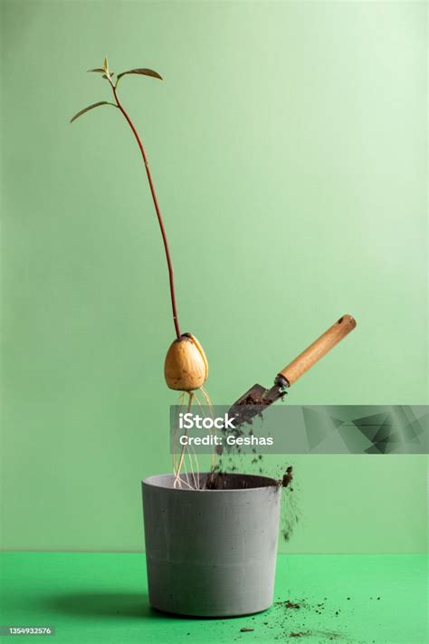 녹색 배경에 콘크리트 냄비에 잎 아보카도 새싹을 심는 과정 공중 부양 집에서 씨앗에서 아보카도 나무를 성장 새싹에 대한 스톡 사진 및 기타 이미지 Istock