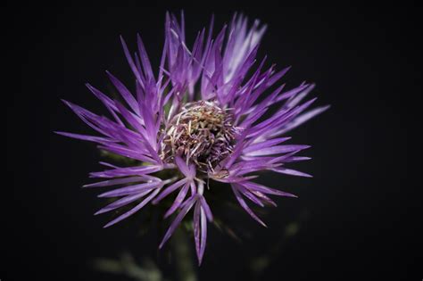 La Naturaleza Del Sexo Photographies On Behance