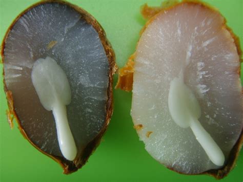 감씨 속에는 감나무가 들어있다