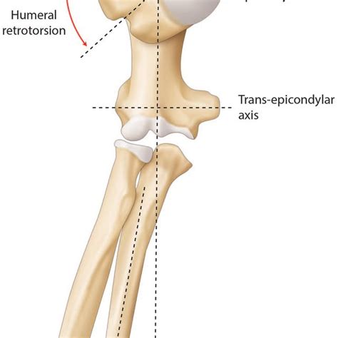 Illustration Of Right Humerus And Proximal Radius And Cubitus The Axes