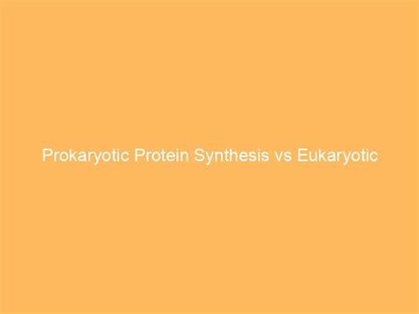 Prokaryotic Protein Synthesis Vs Eukaryotic Protein Synthesis Whats