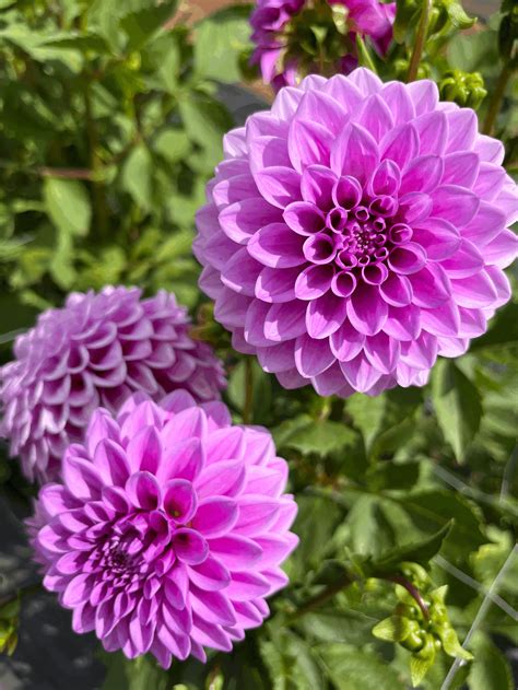 Breannon — Gather Flower Farm