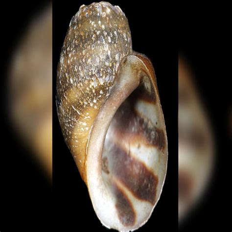 ગોલ્ડેન ટોડ છેલ્લે 1989ના વર્ષમાં દેખાયા હતા તેની પ્રજાતિ ગ્લોબલ