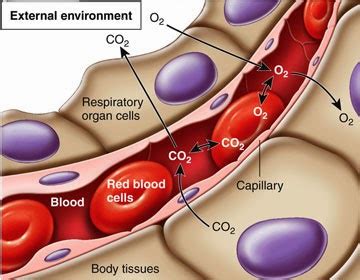 Biology Diagrams Images Pictures Of Human Anatomy And Physiology Exchange Of Gases In Lungs