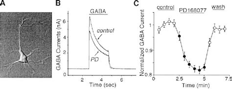 Figure 1 From Dopamine D4 Receptors Modulate Gabaergic Signaling In Pyramidal Neurons Of