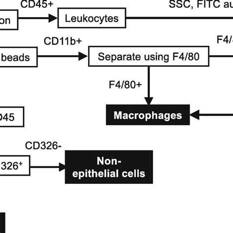 Cell Sorting Strategy For The Parallel Isolation Of Lung Epithelia